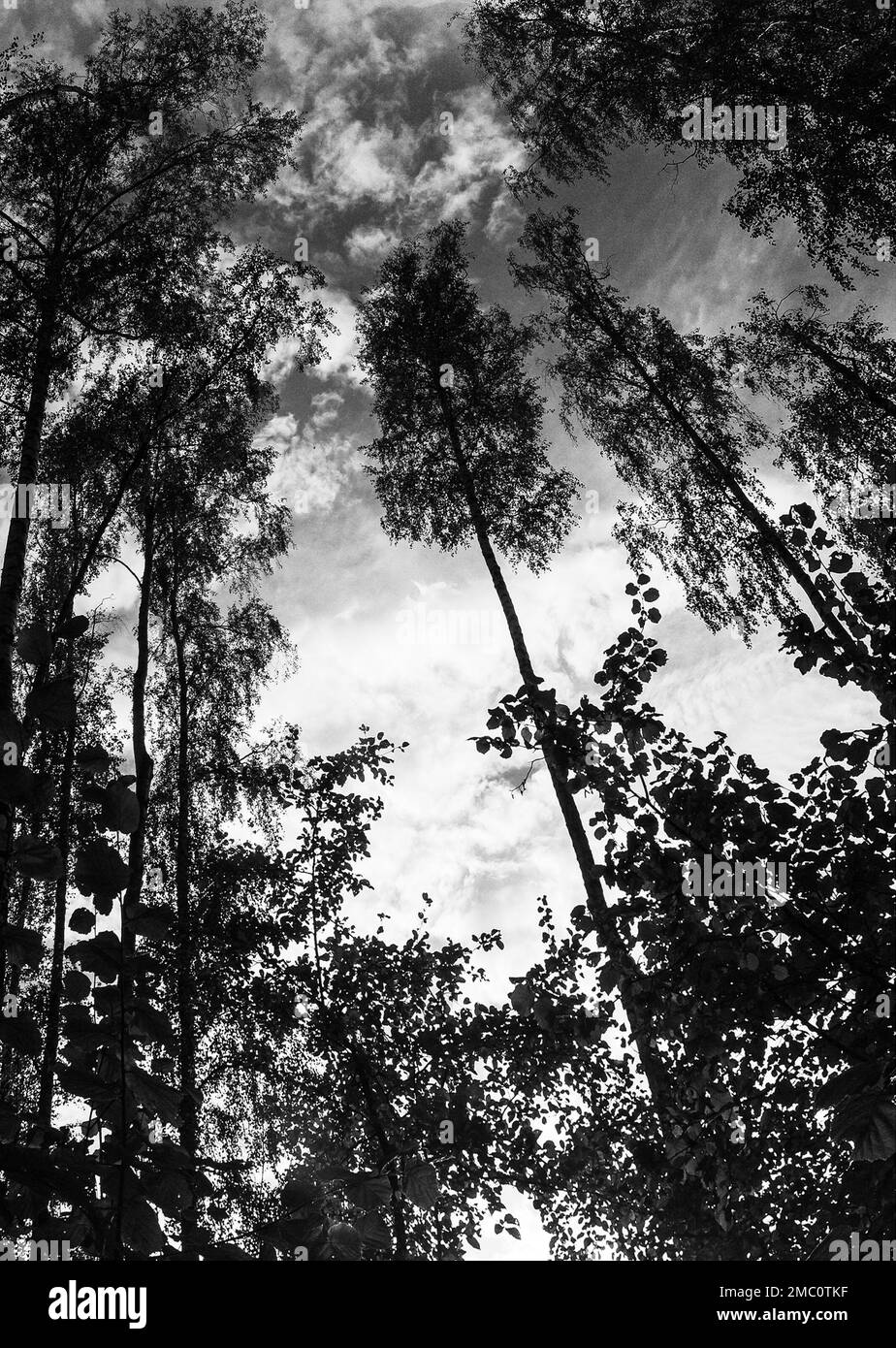 forest landscape at bottom view, black white Stock Photo - Alamy