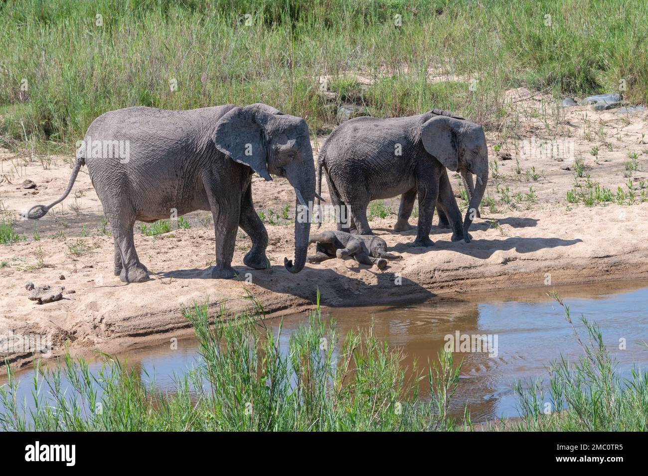 two female African elephants and a baby at the river in the Kruger ...