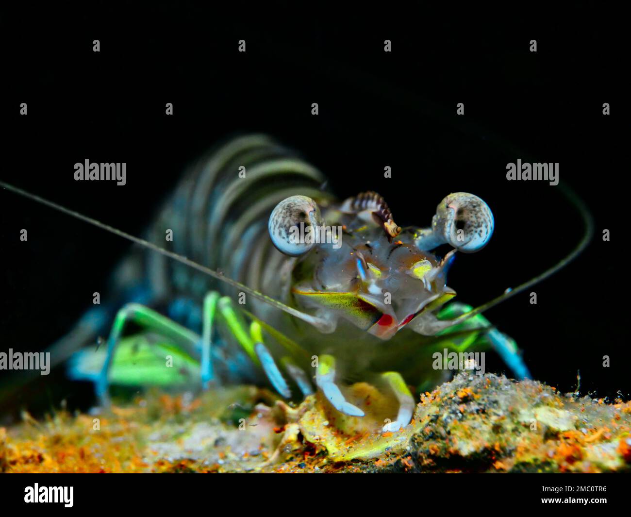 Rare green coloured shrimp from Cyprus Stock Photo - Alamy