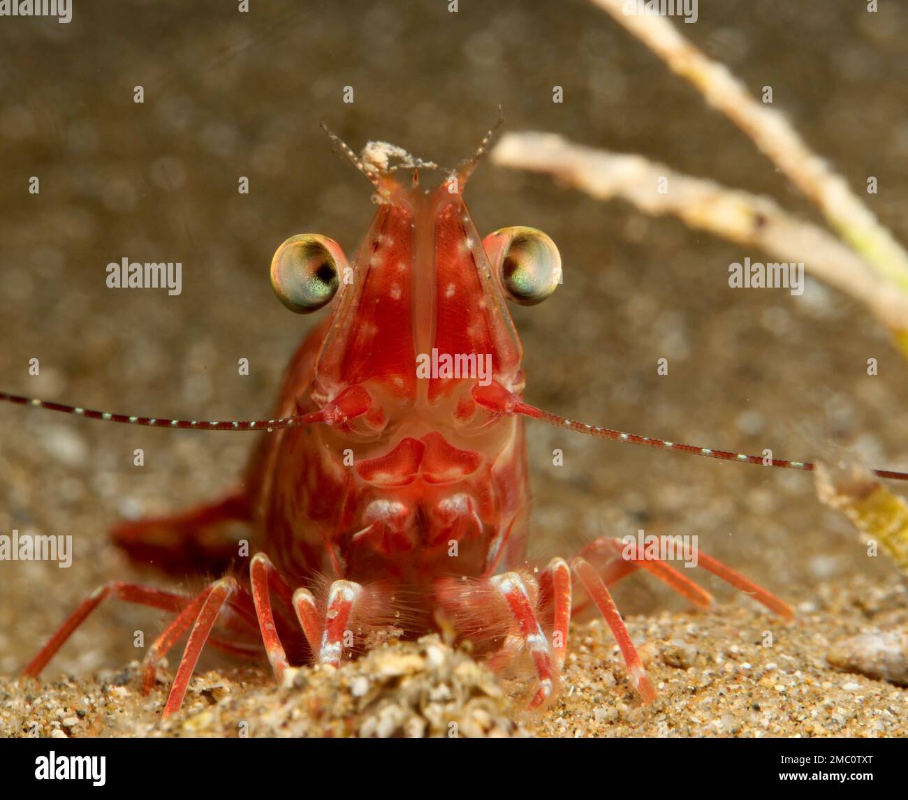 Invasive shrimp in the mediterranean sea hi-res stock photography and ...