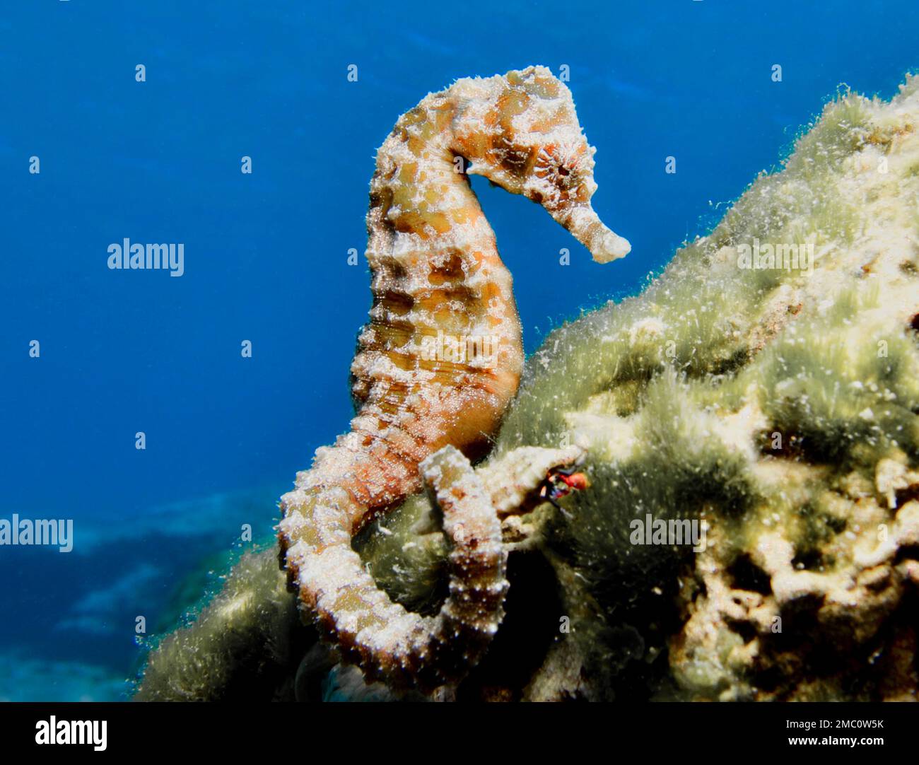 Hippocampus kuda eat hi-res stock photography and images - Alamy
