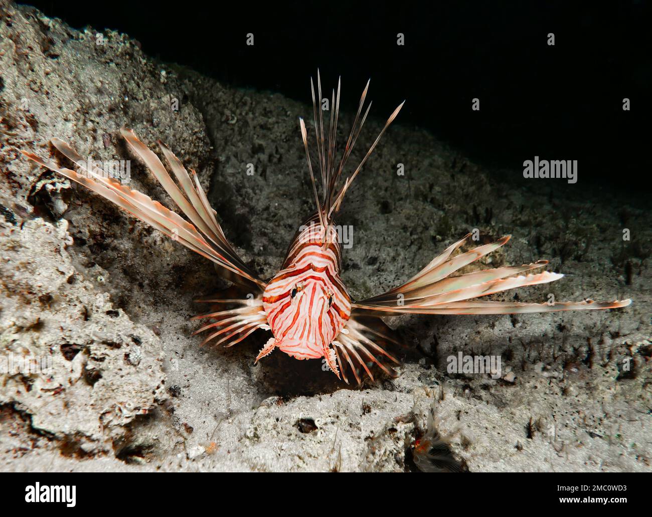 Lion fish - Pterois miles from Cyprus Stock Photo - Alamy