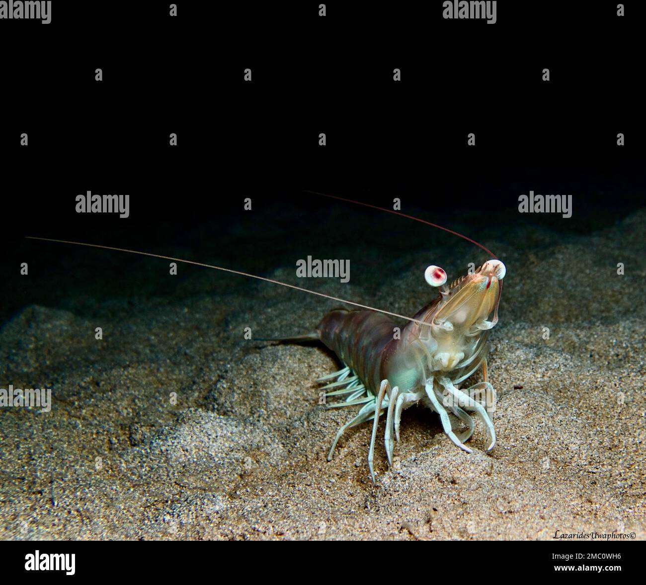 Shrimp at night Stock Photo - Alamy