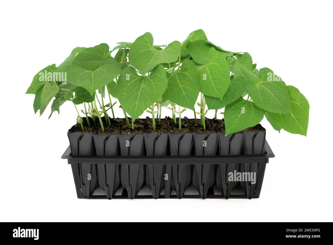 French bean plants growing in root trainer to develop root growth prior ...