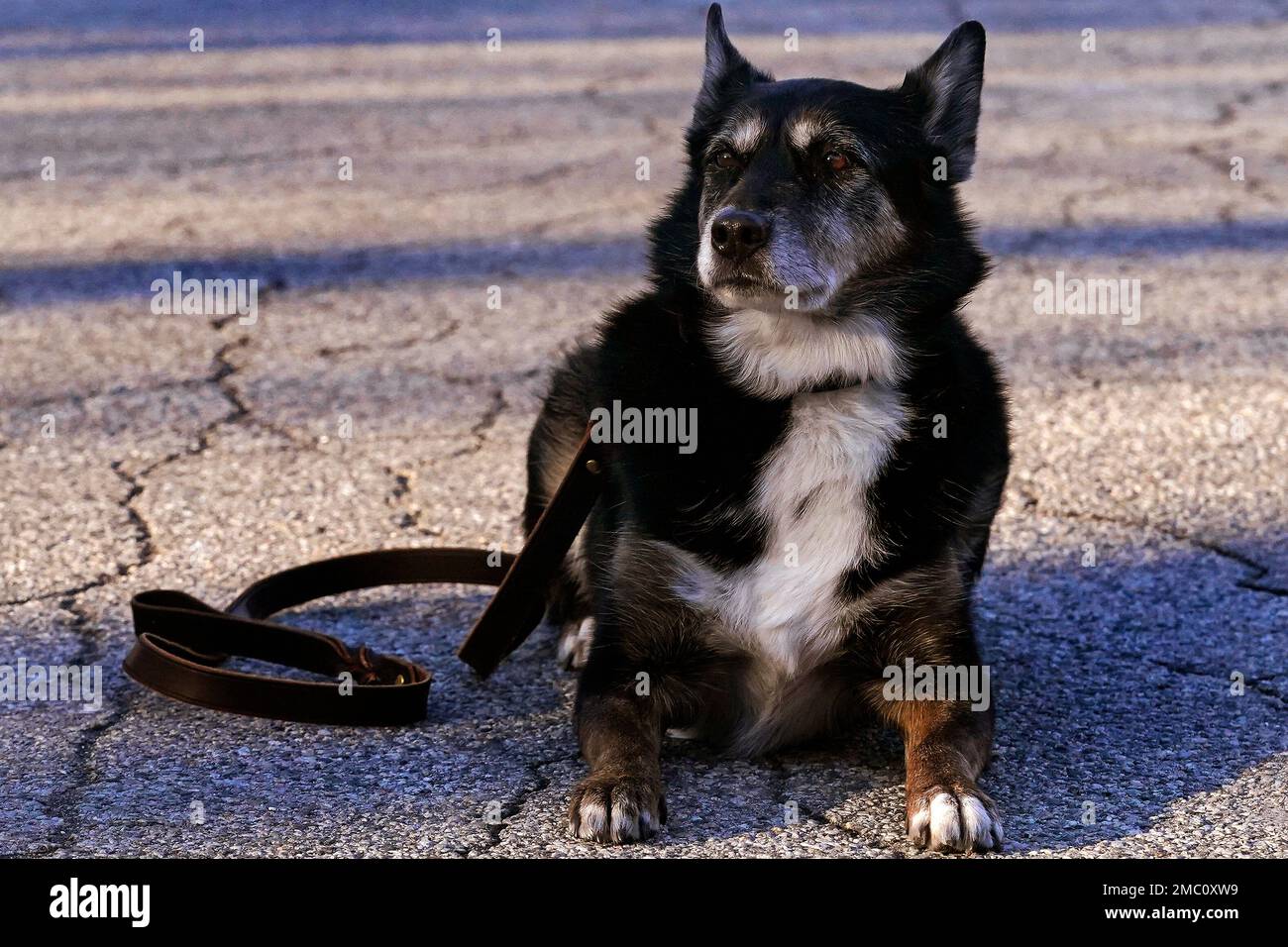 Ruby, a working K-9 for the Rhode Island State Police and former ...
