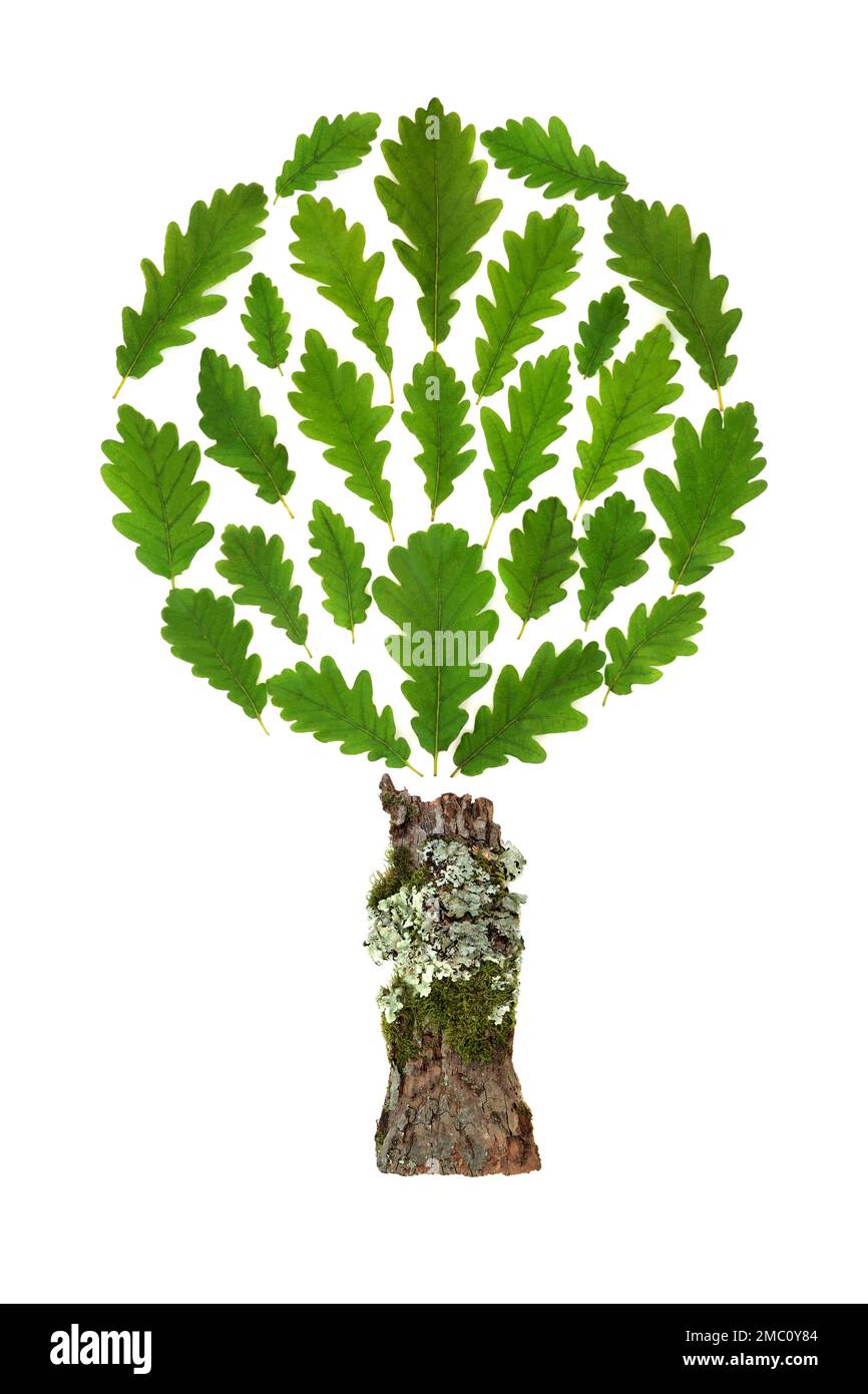 Oak tree abstract conceptual symbol with loose green leaves and moss ...
