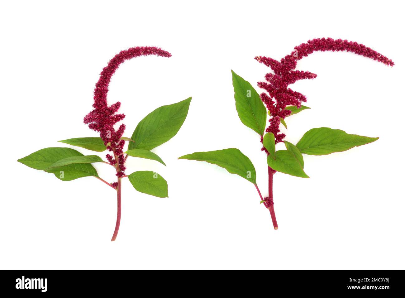 Highly nutritious plants Cut Out Stock Images & Pictures - Alamy