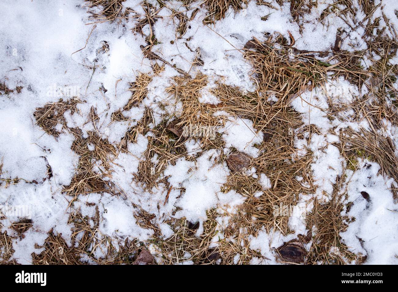 Spring ground covered with thawing snow. Melting ice on dry grass close ...