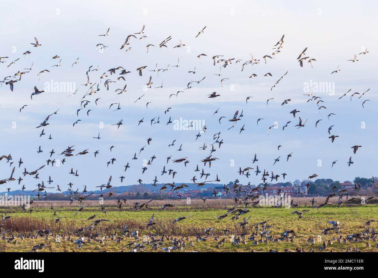Huge Flock of Over-wintering Wigeon at Holkham National Nature Reserve ...