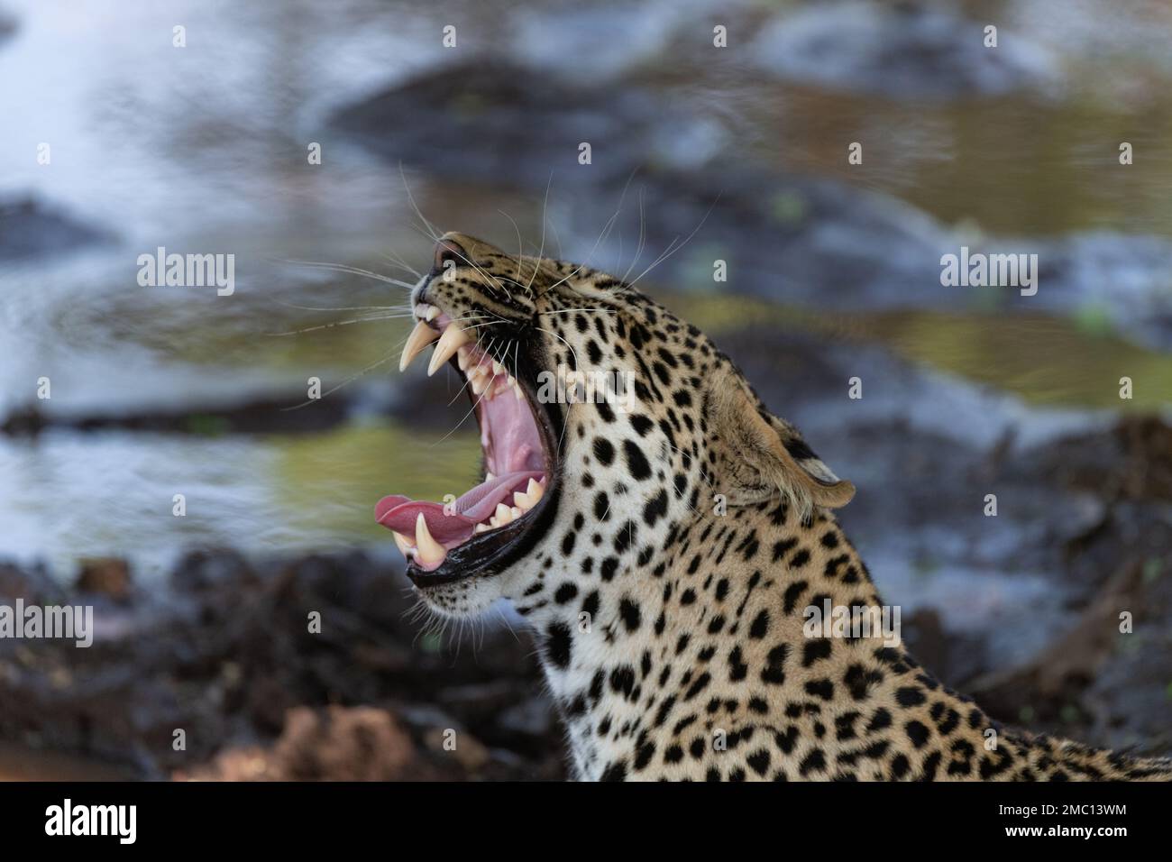 portrait of a leopard yawning showing its large canine teeth and tongue ...