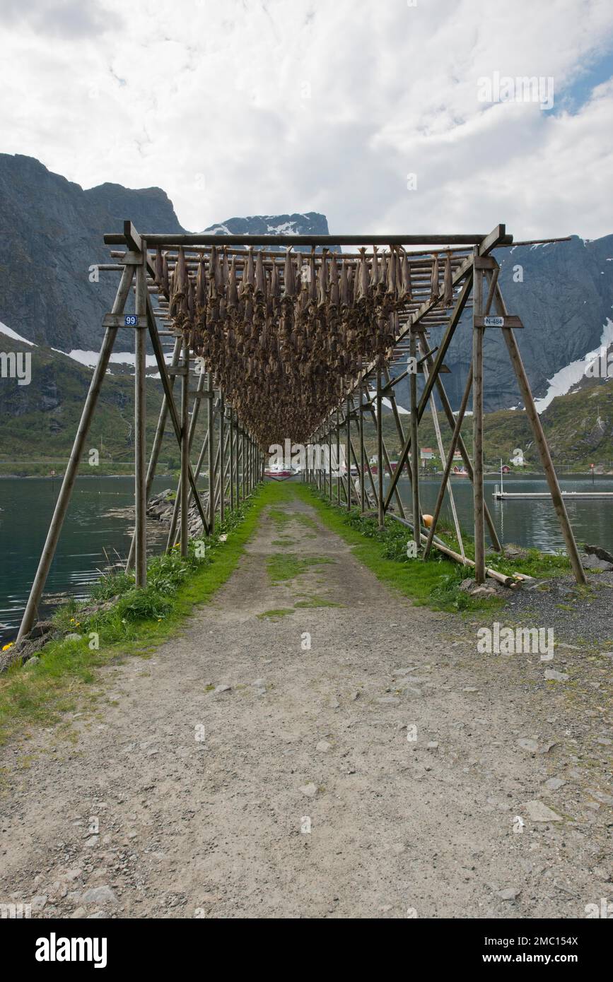 Dried fish rack, Lofoten, Norway Stock Photo - Alamy