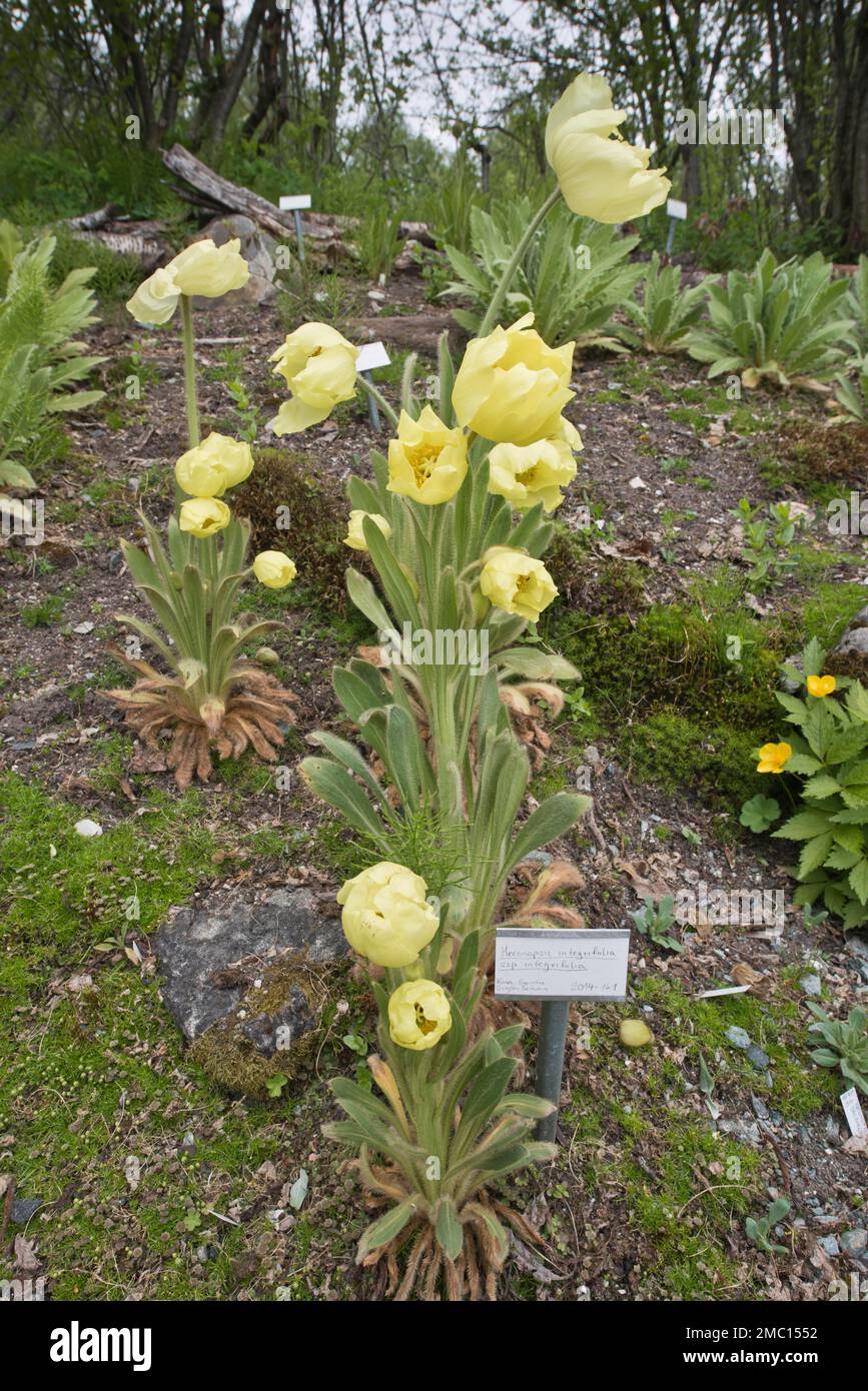 Poppy (Meconopsis integrifolia), Tromso Arctic-Alpine Botanical Garden ...