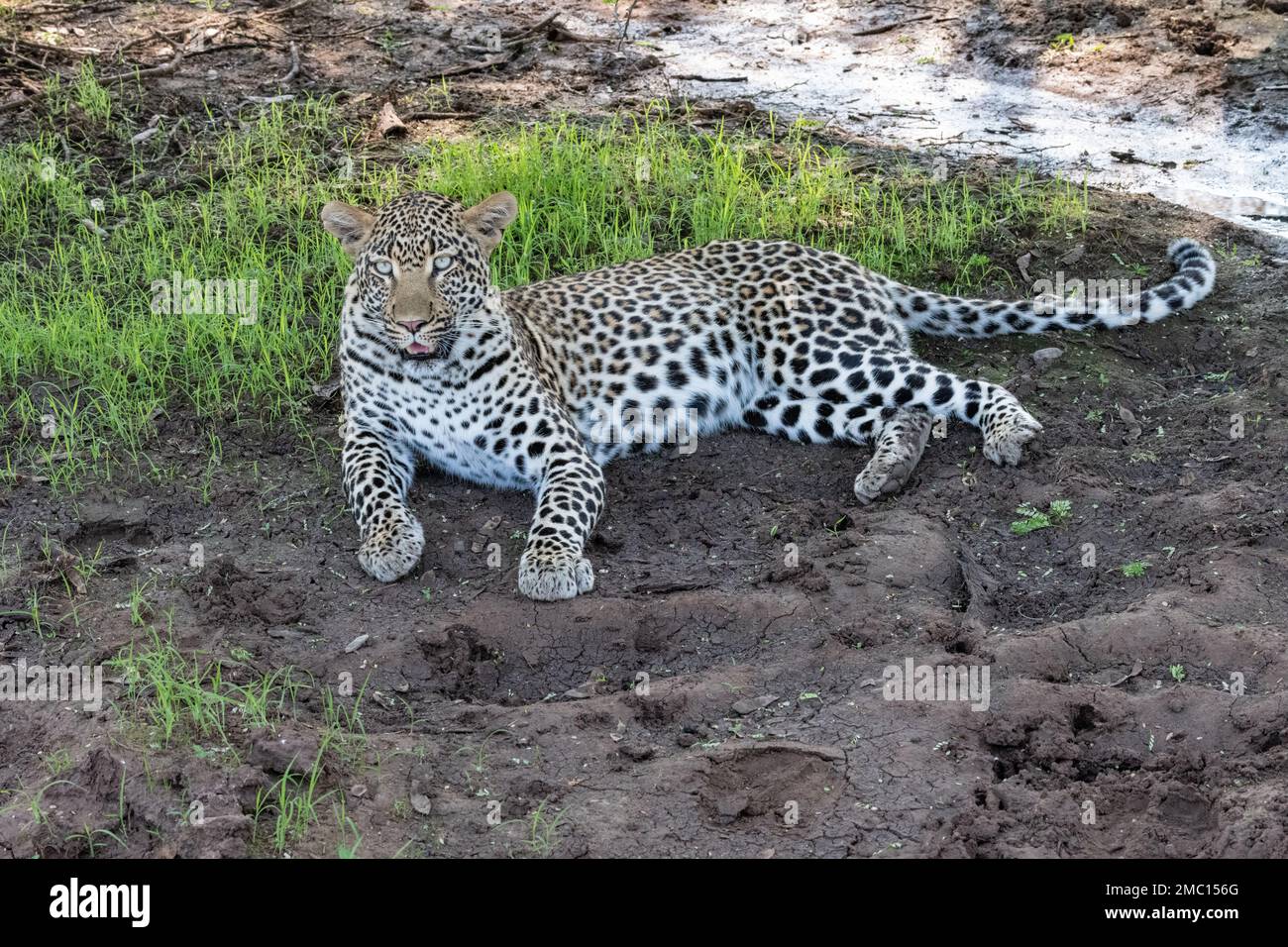 female leopard laying on a dried mud patch in a shady clearing in the ...