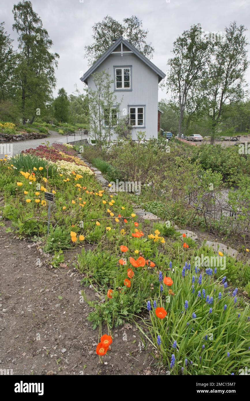 Tromso Arctic-Alpine Botanical Garden, Norway Stock Photo - Alamy