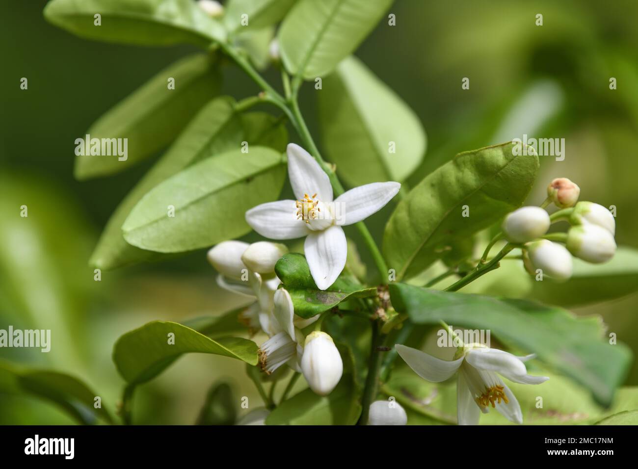 Orange (Citrus sinensis) blossom, close-up of flowers and leaves, Costa ...