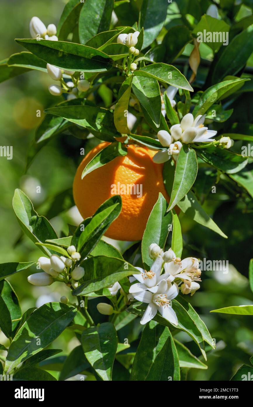 Orange (Citrus sinensis) blossom, close-up of blossoms and ripe fruit ...