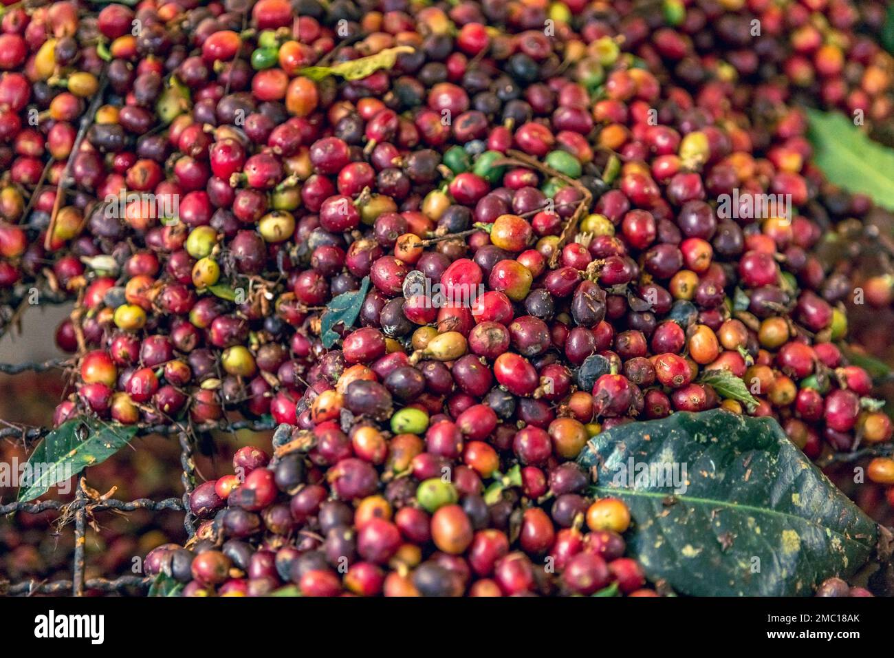 harvested ripe coffee fruits on a coffee farm Stock Photo - Alamy