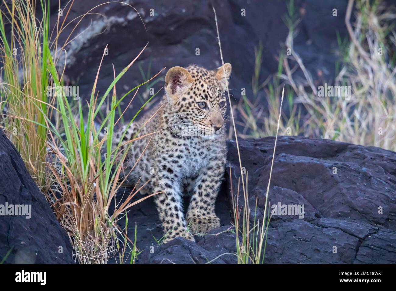 Leopard (Pathera pardus) young, Kenya Stock Photo - Alamy