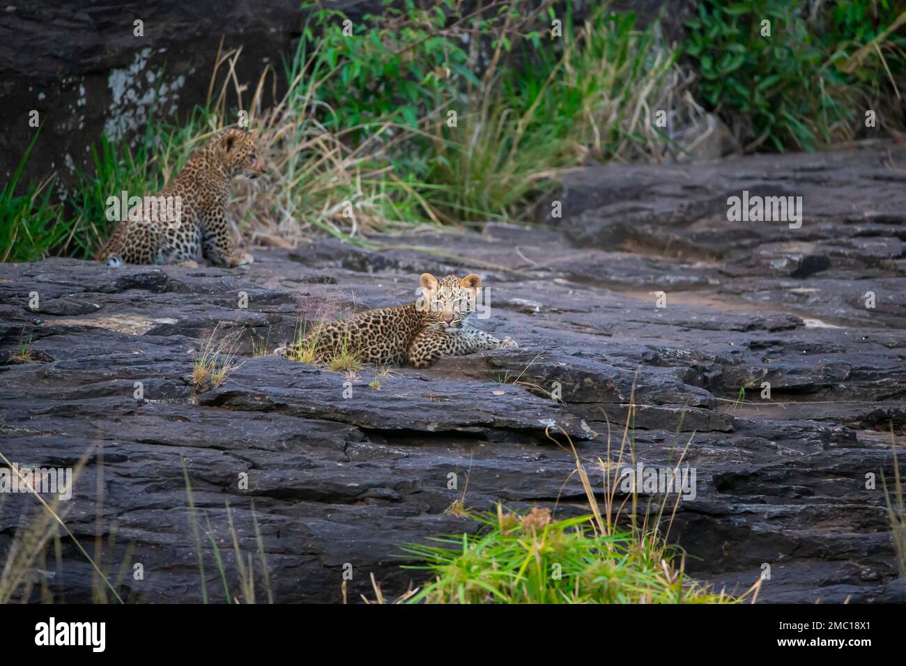 Leopard (Pathera pardus) cubs, Kenya Stock Photo - Alamy