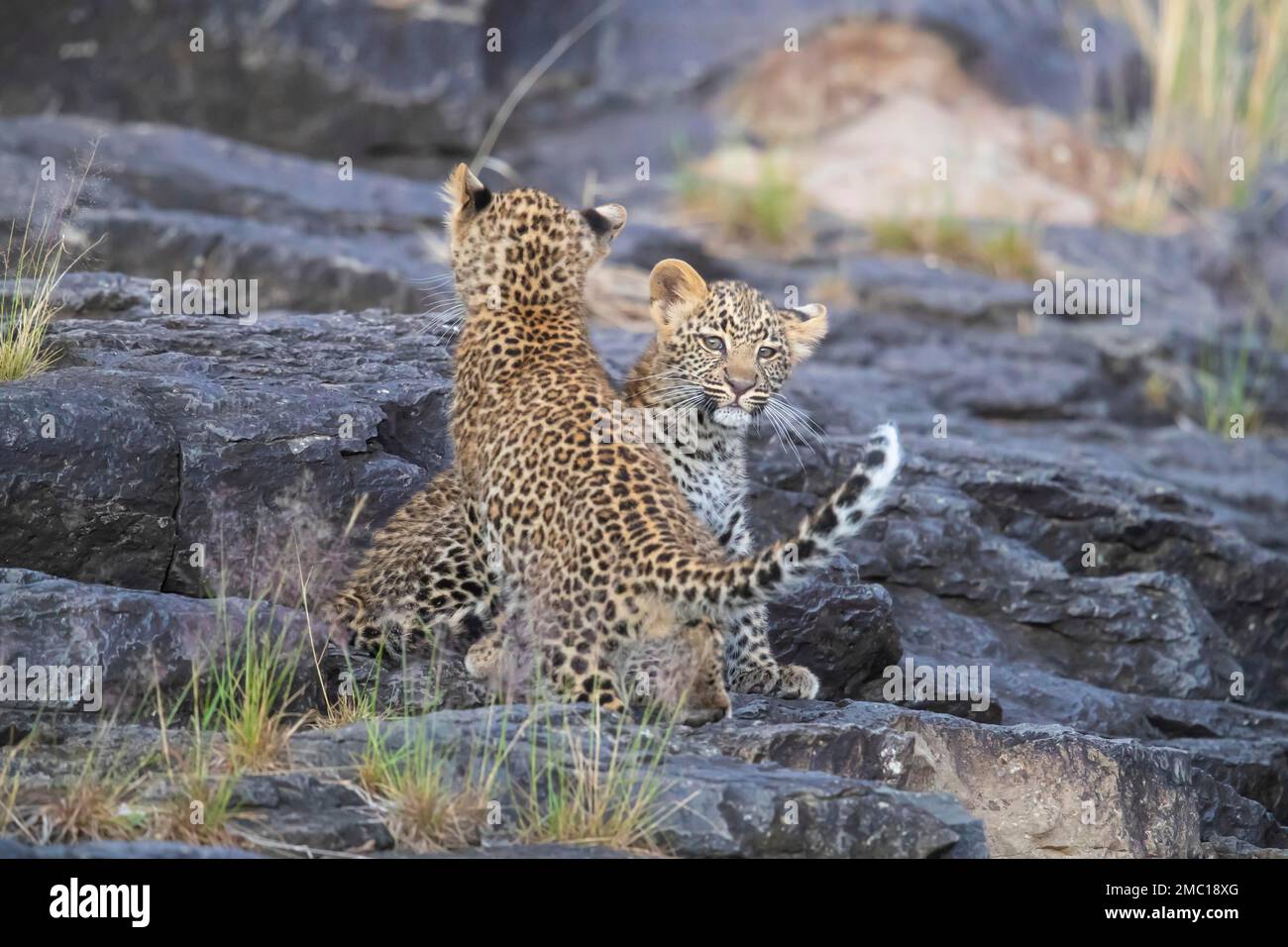 Leopard (Pathera pardus) cubs, Kenya Stock Photo - Alamy