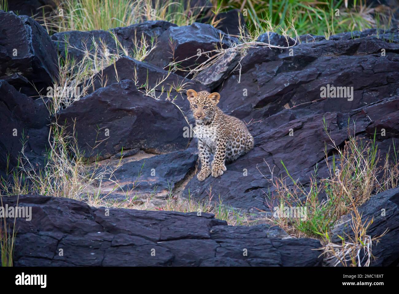 Leopard (Pathera pardus) young, Kenya Stock Photo - Alamy