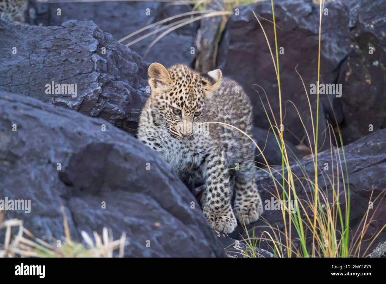 Leopard (Pathera pardus) young, Kenya Stock Photo - Alamy