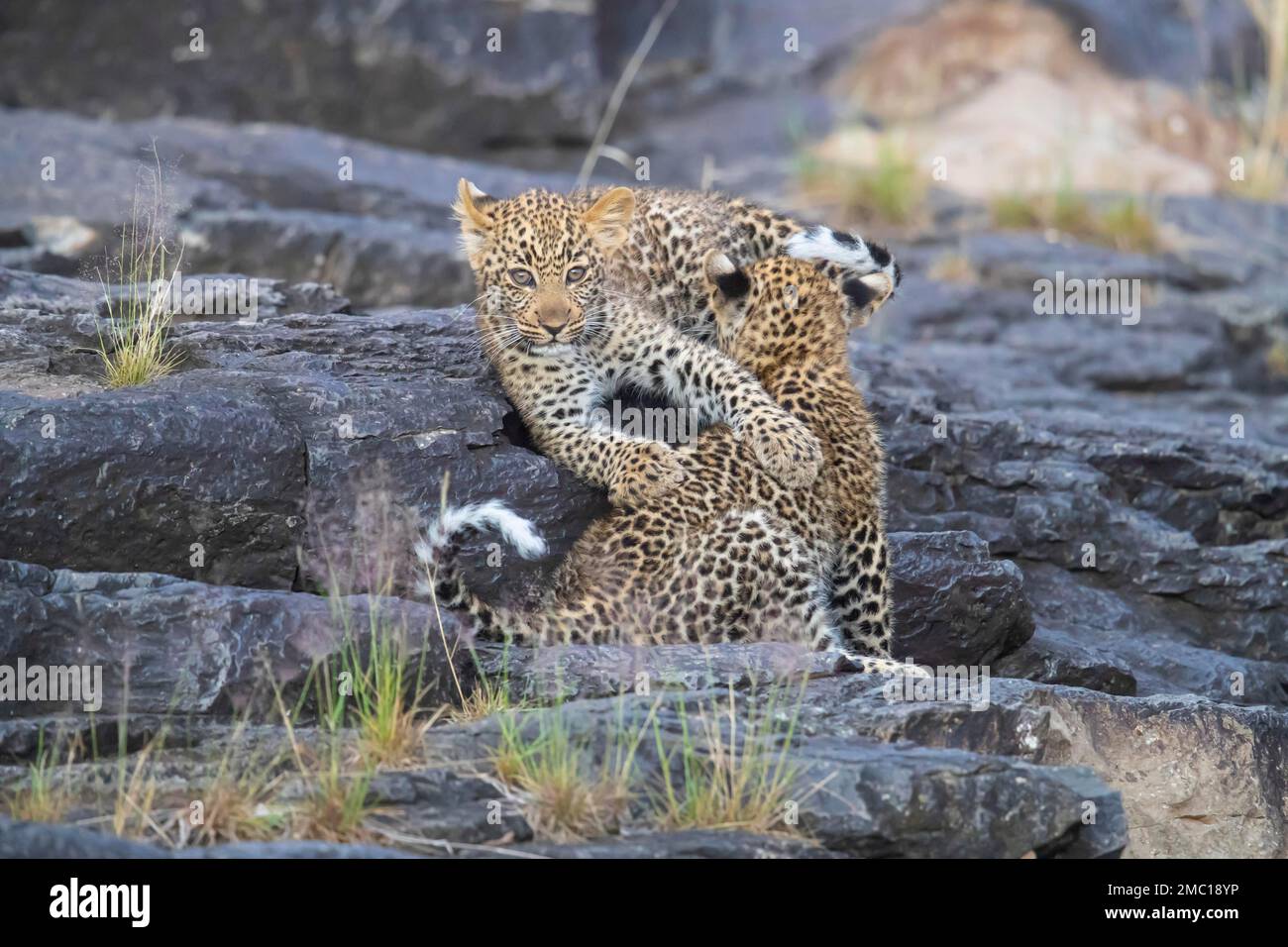Leopard (Pathera pardus) cubs, Kenya Stock Photo - Alamy