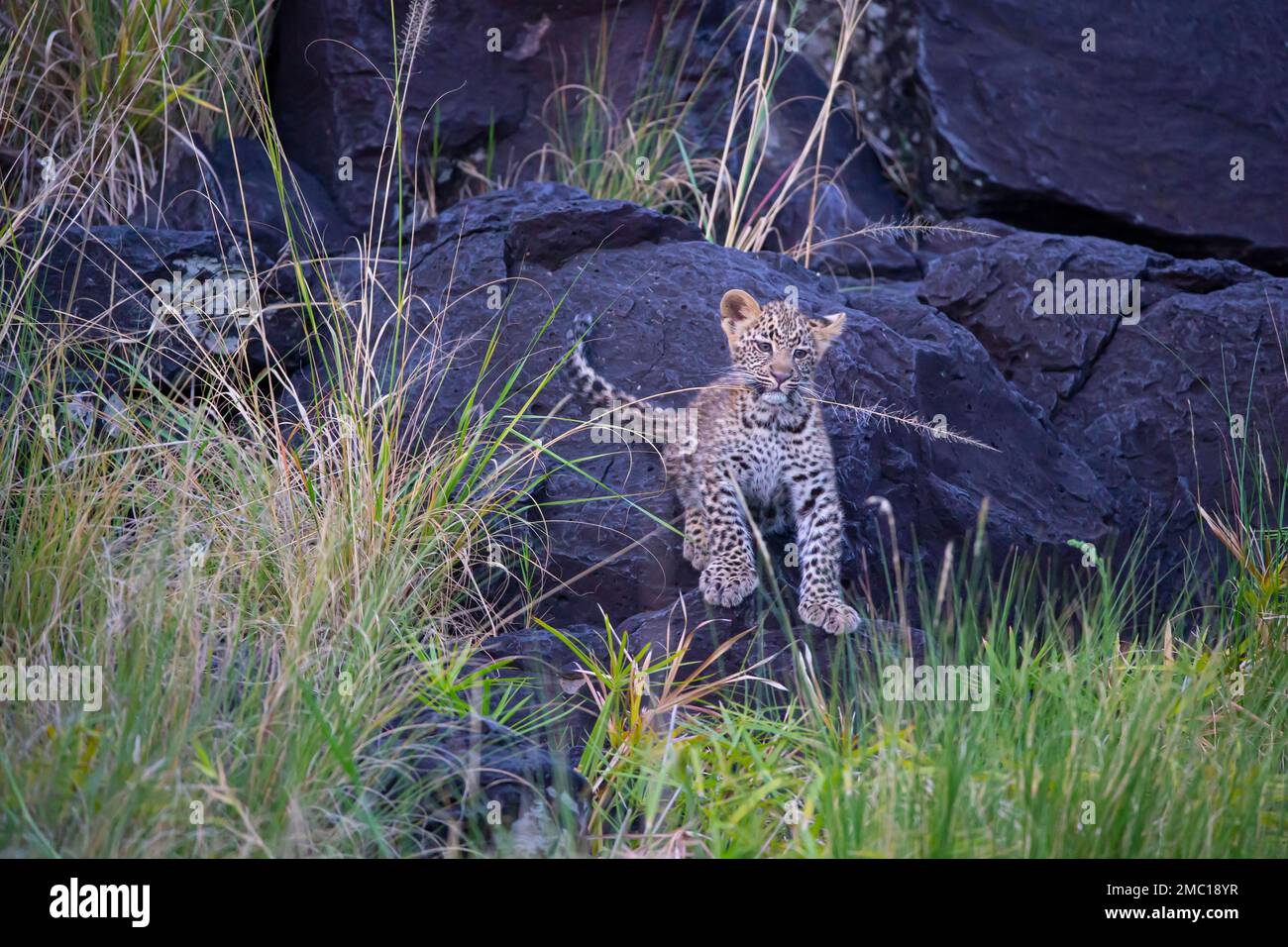 Leopard (Pathera pardus) young, Kenya Stock Photo - Alamy