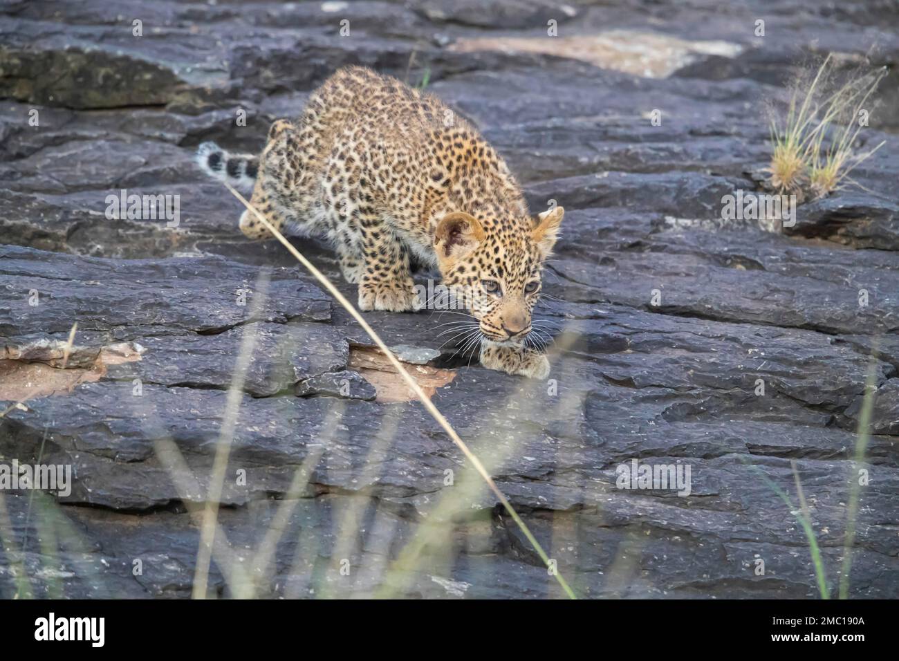 Leopard (Pathera pardus) young, Kenya Stock Photo - Alamy