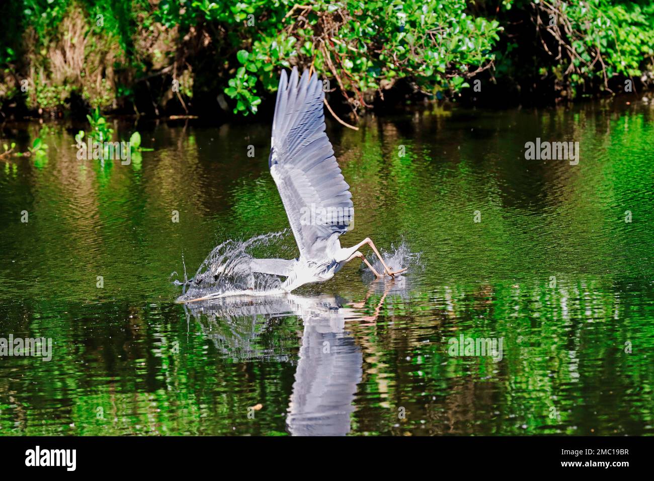 Grey heron (Ardea cinerea) falls from a tree to fish in a river, Lahn ...