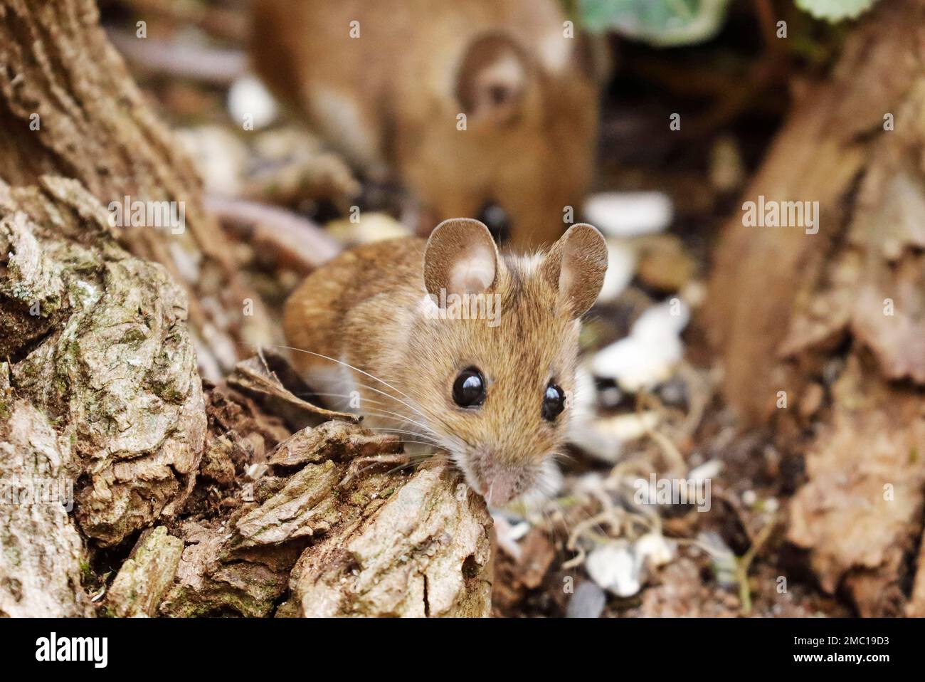 Wood mouse (Apodemus sylvaticus) in a tree fork, Wetzlar, Hesse ...