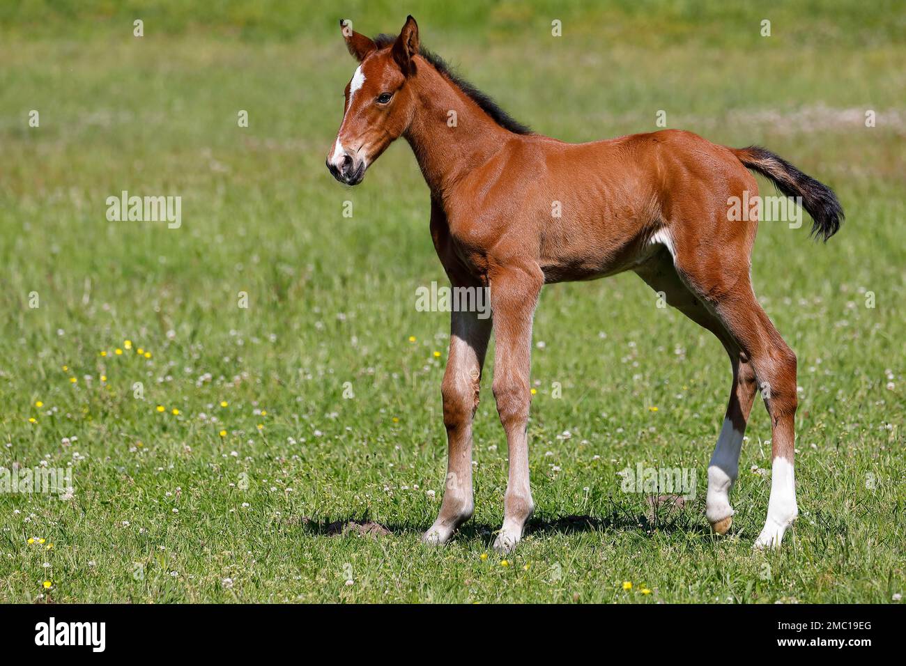 Horse (Equus caballus) foal, animal child, riding horse, Schleswig ...