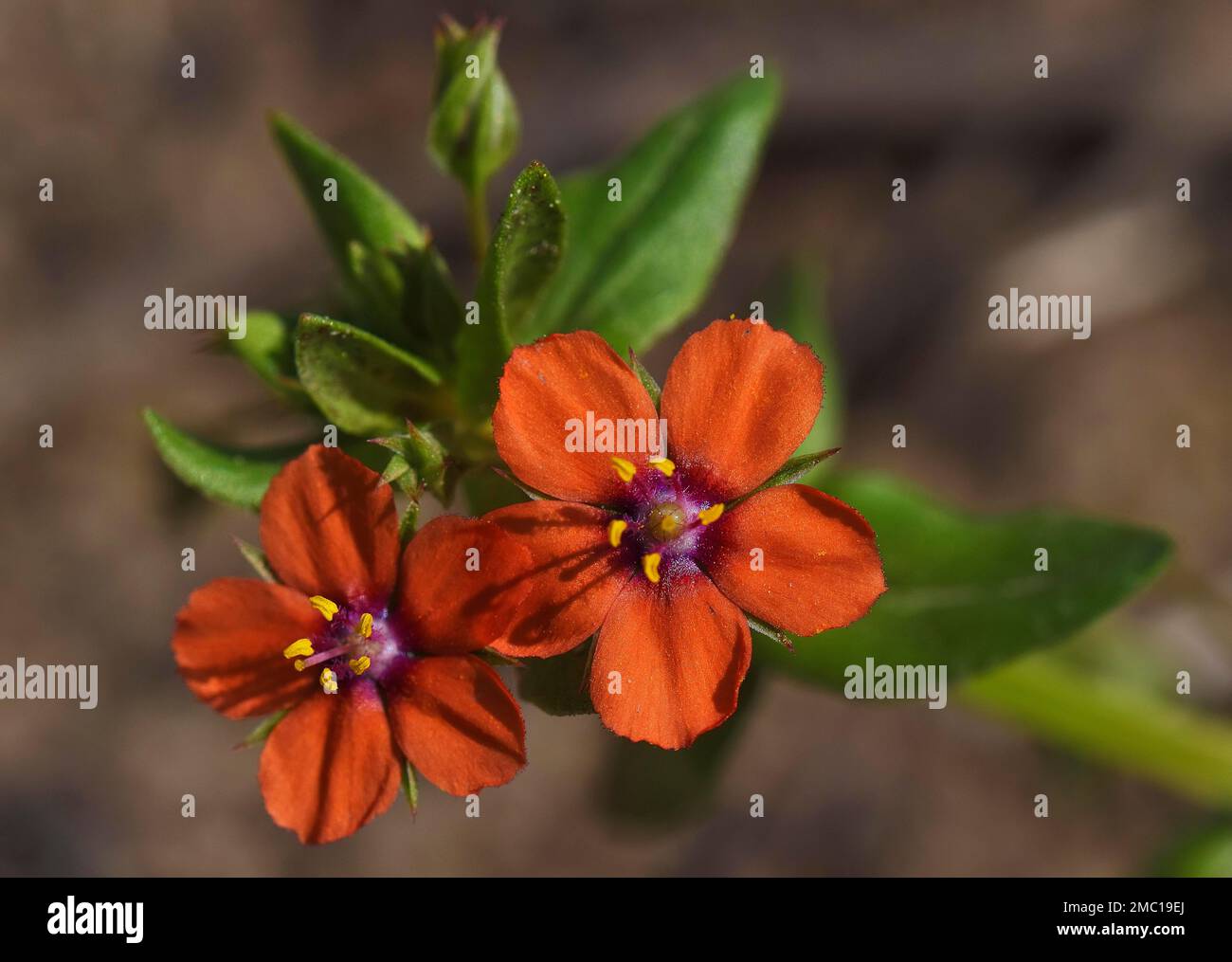 Anagallis Arvensis Medicinal