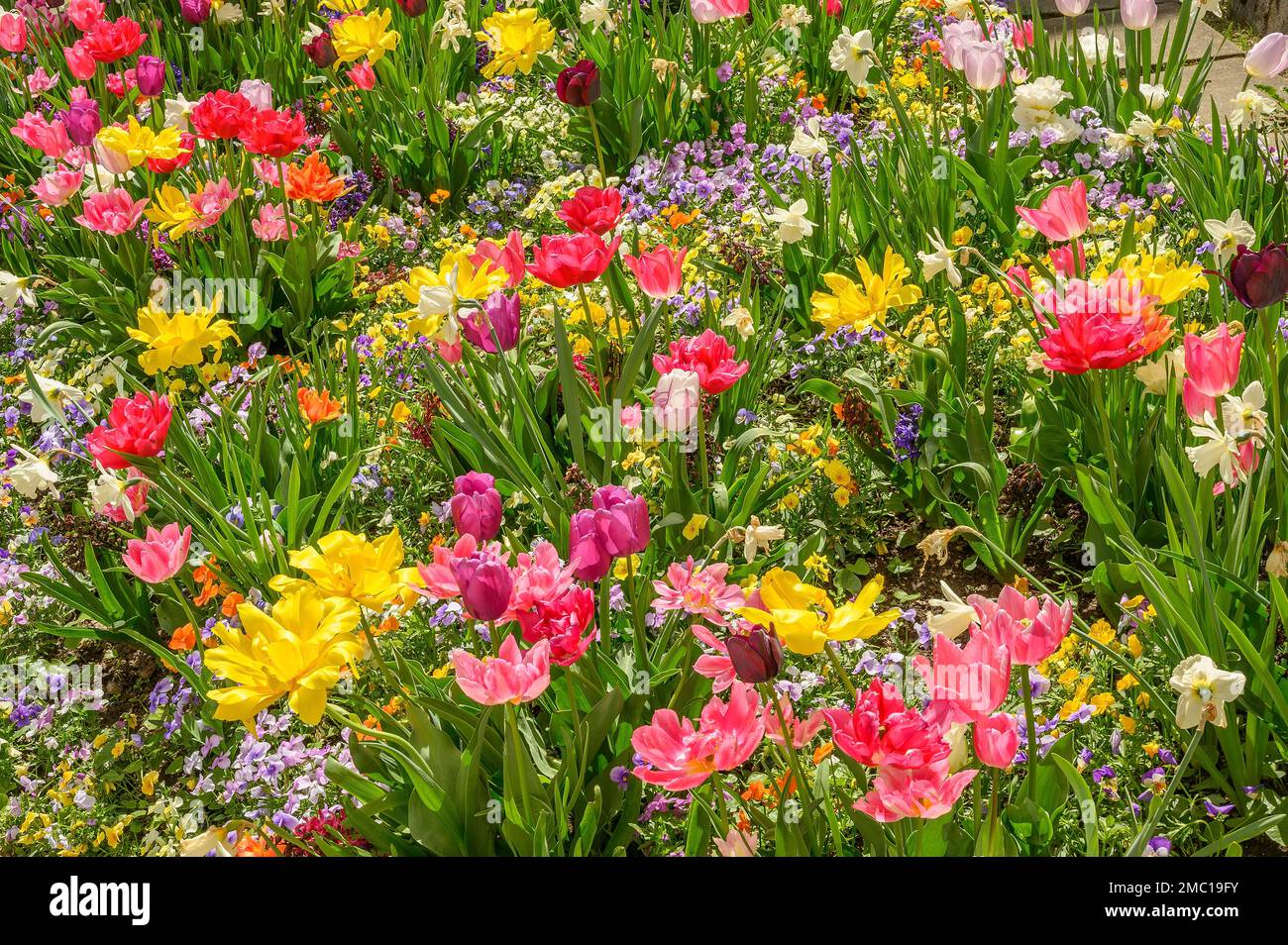 Tulips (Tulipa) and daffodils (Narcissus), Kempten, Allgaeu, Bavaria ...