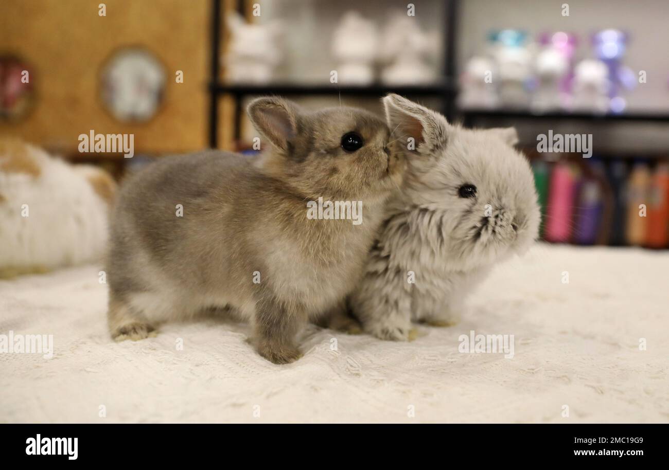 Shenyang. 20th Jan, 2023. This photo taken on Jan. 20, 2023 shows two ...
