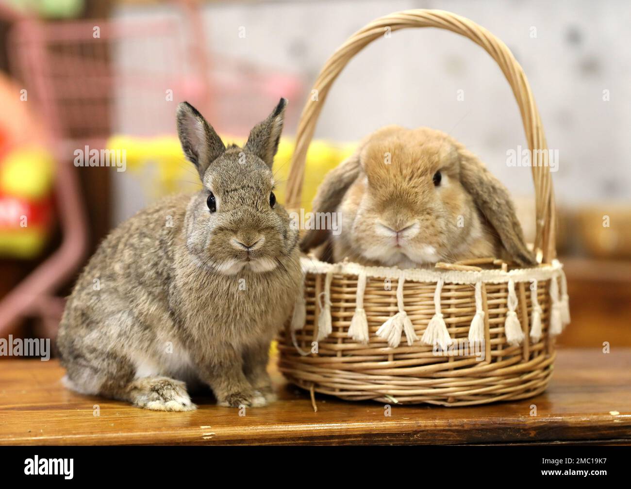 Lunar new year 2023 rabbit hi-res stock photography and images - Alamy