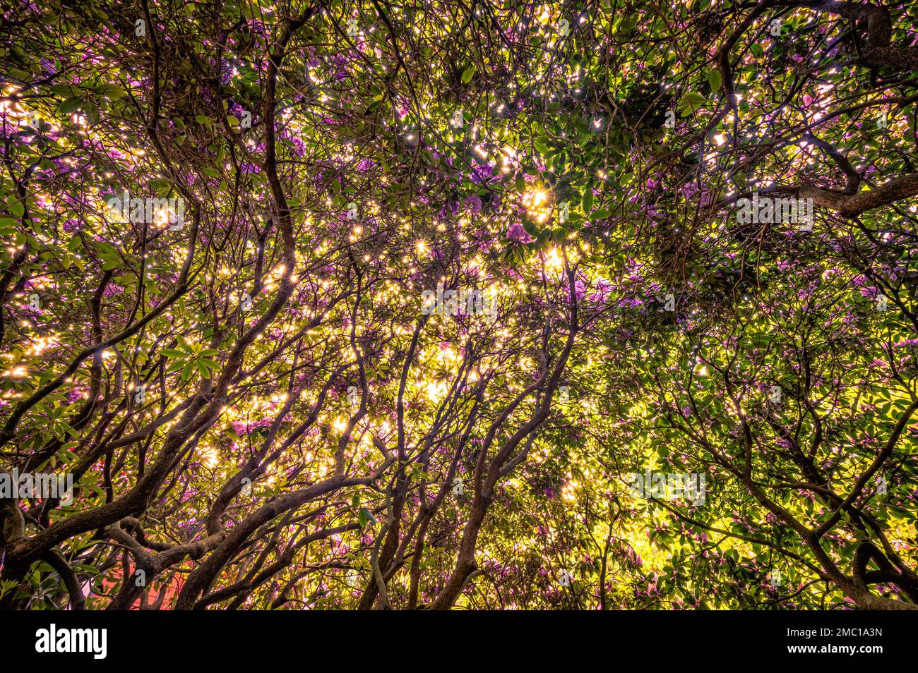 A bush of a rhododendrons (Rhododendron) with its purple flowers from ...