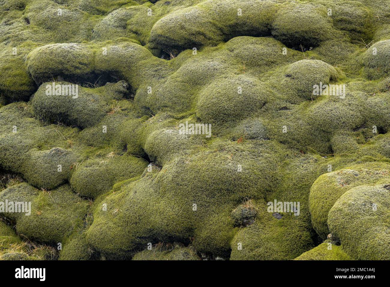 Eldhraun lava field covered in dense moss, Iceland Stock Photo - Alamy