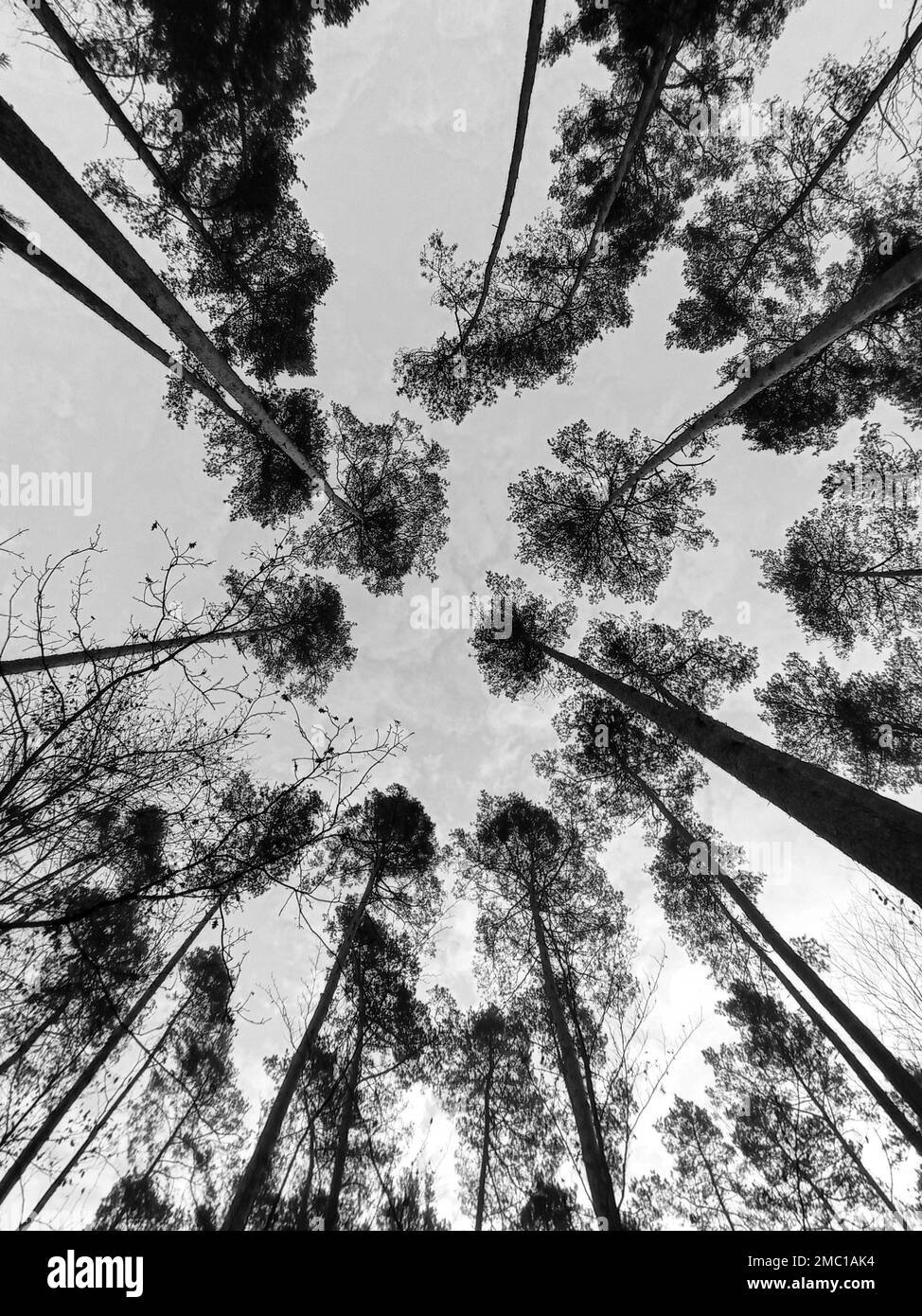 A greyscale shot of tall trees in the forest Stock Photo - Alamy