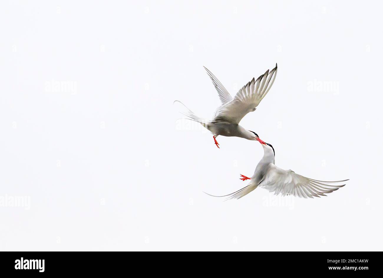 Terns of europe Cut Out Stock Images & Pictures - Alamy