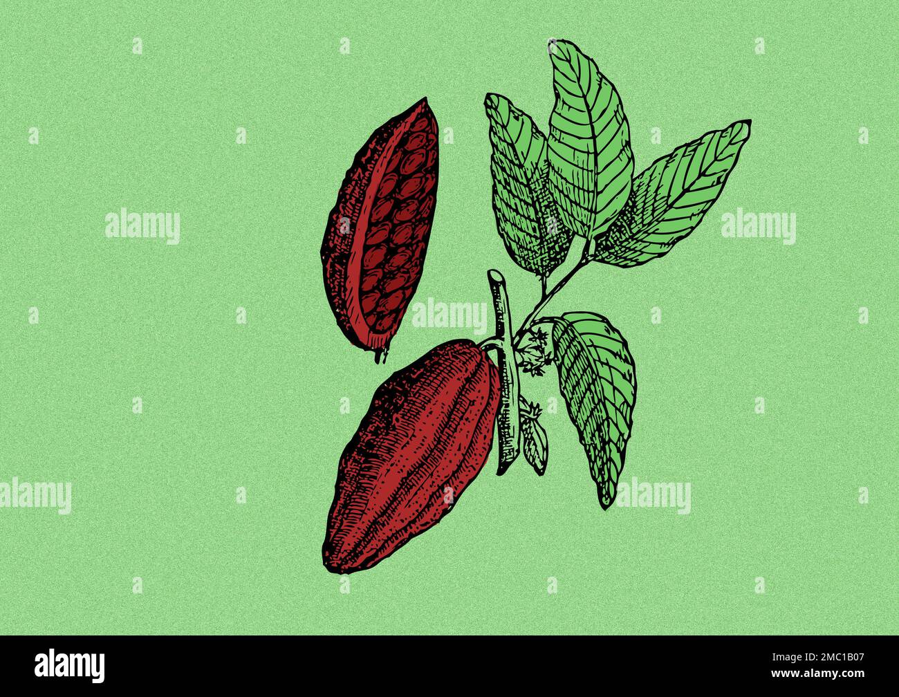 Concept Art Illustration. Open Cocoa Pod Showing Cocoa Beans Stock ...