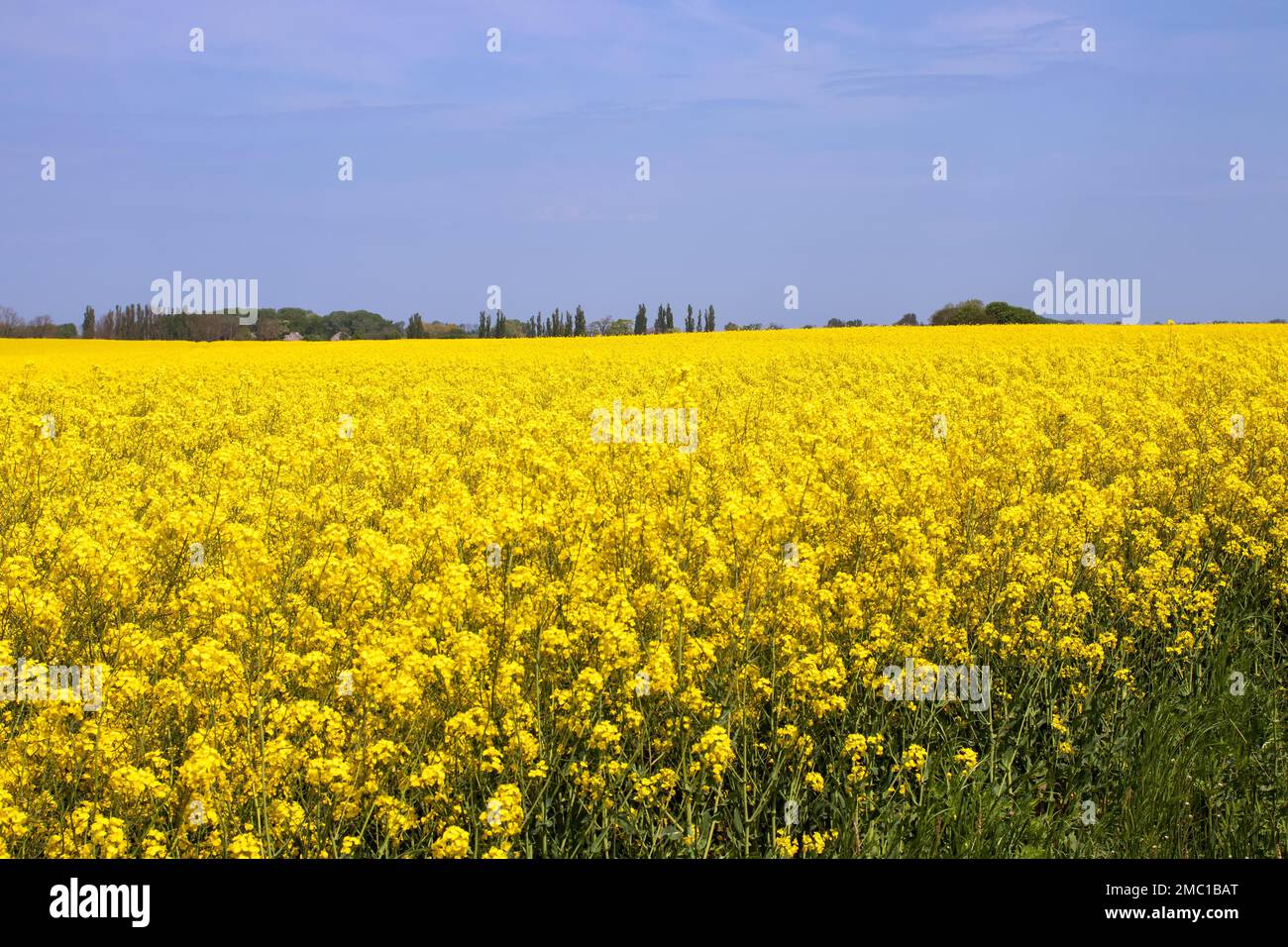 Rape fields on Ruegen, , Germany Stock Photo - Alamy