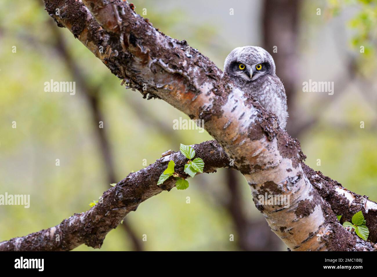 Northern hawk owl (Surnia ulula), branchling, Varanger, Finnmark ...