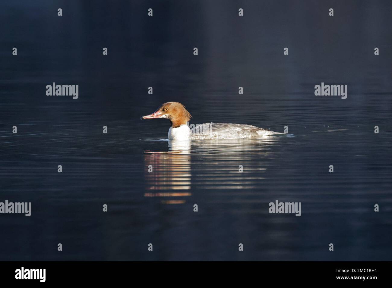 Female Goosander in the Forest of Dean Gloucestershire UK Stock Photo ...