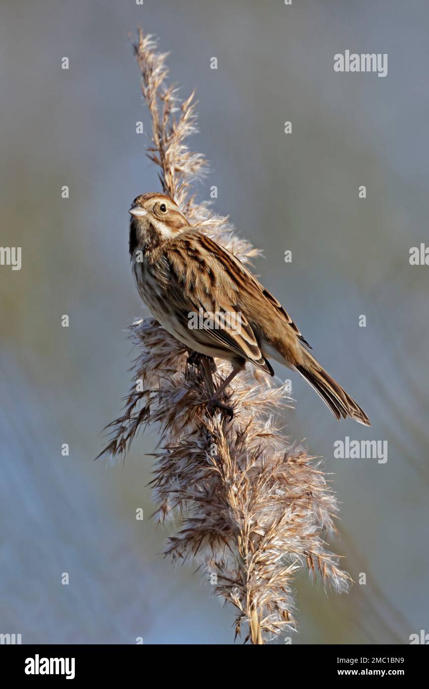 Female Reed Bunting at Goldcliff Reserve Newport Wetlands Stock Photo ...