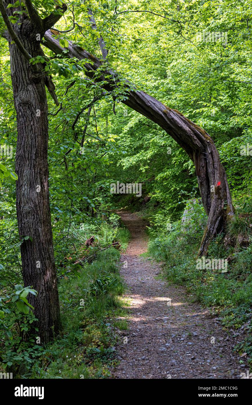 Danger of tree breakage hi-res stock photography and images - Alamy
