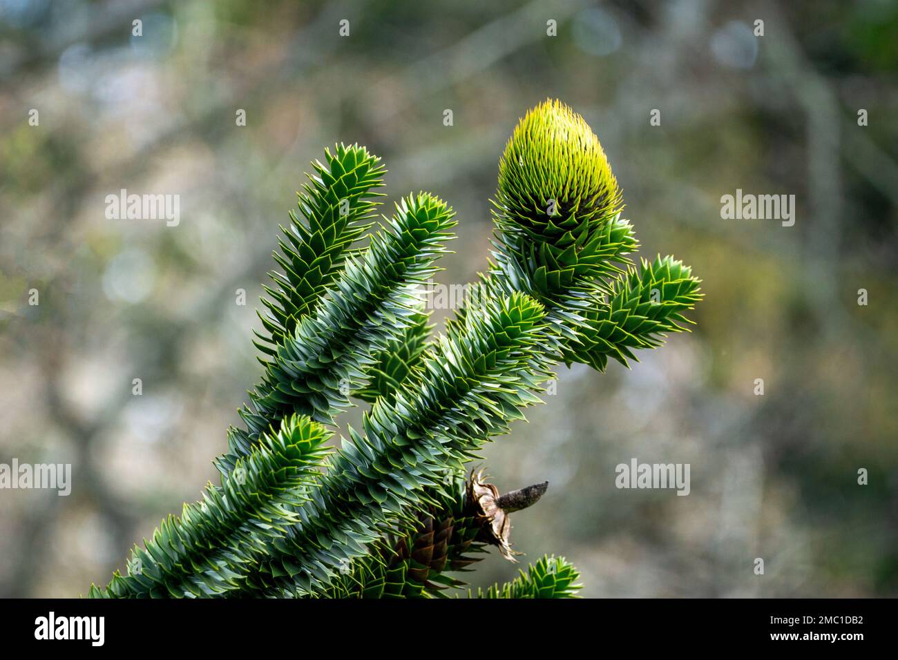 A closeup of cones on a Monkey puzzle tree Stock Photo - Alamy