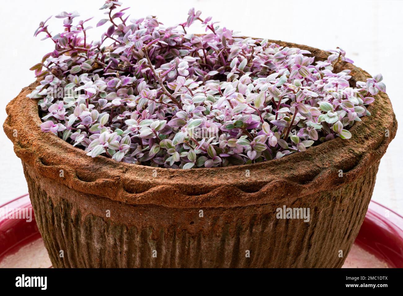High angle view of Callisia repens 'Pink Lady' or Ribbon Charlie or ...