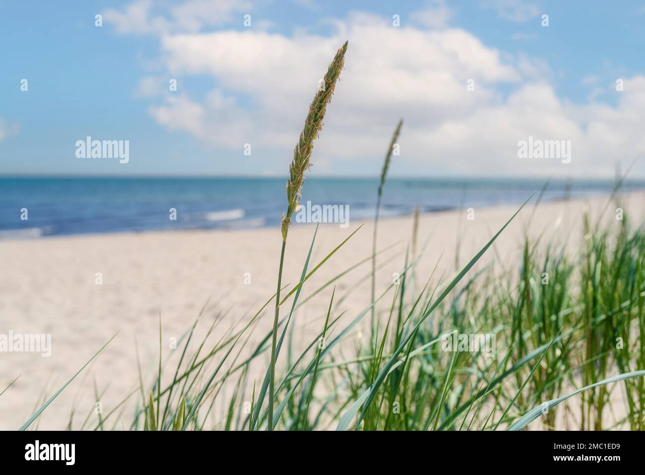 seaside background, sea grass against empty beach, ocean and blue sky ...