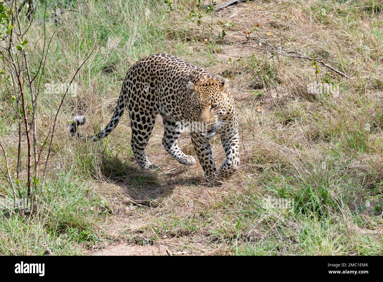 Leopard prowling in the short grasses in the Kruger National Park ...